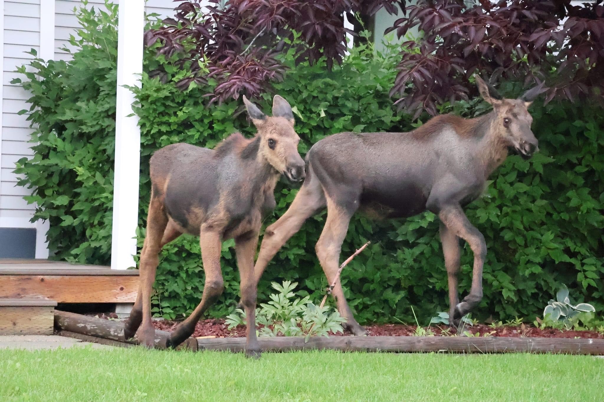 Reminder: Keep Wildlife Wild | Aurora Military Housing